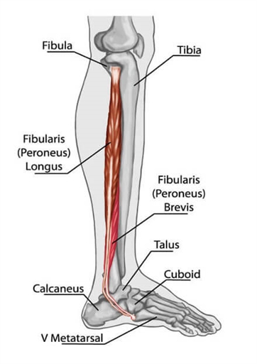 Vader, vad för tips har ni för att rädda en vad. - Löpning